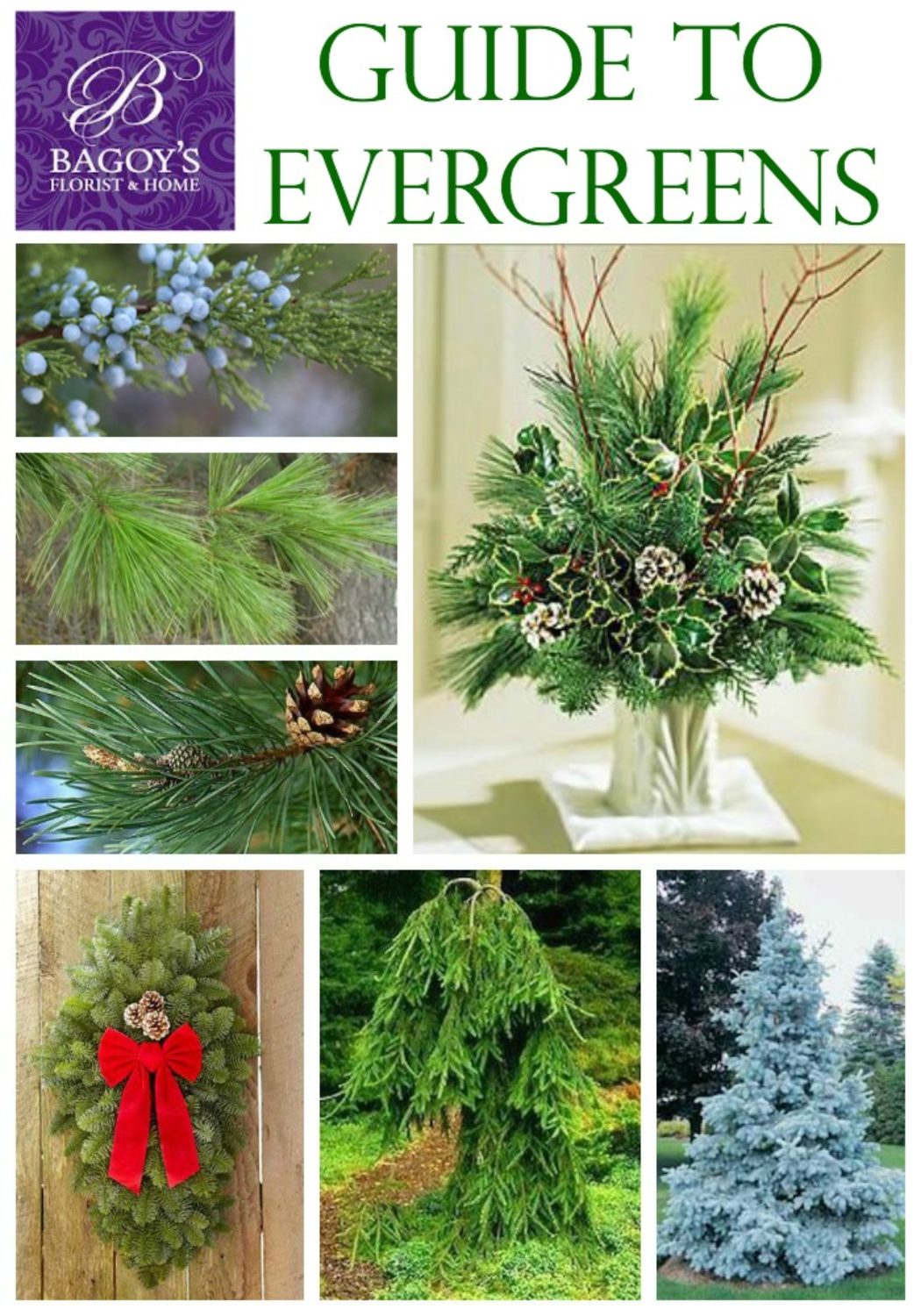 Guide to Evergreens